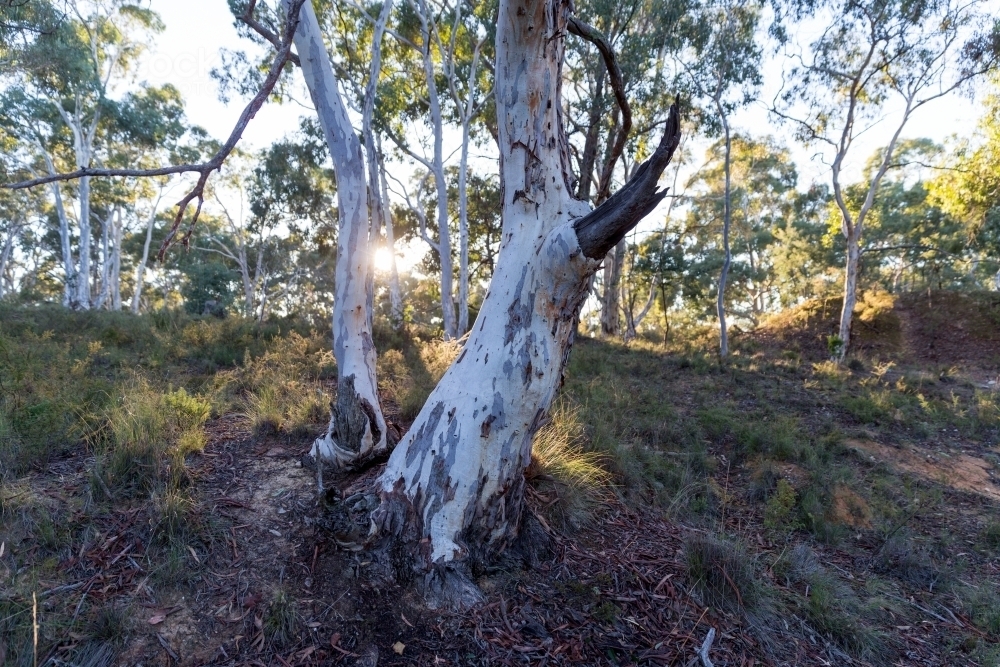 Image of Trees of Hillend - Austockphoto