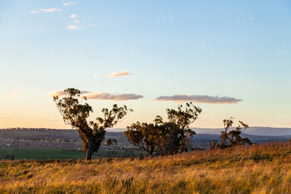 Image of trees on farm paddock hillside in afternoon light - Austockphoto