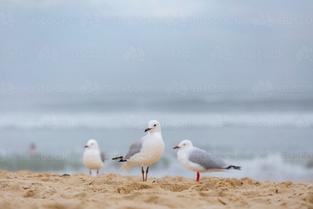 Image of Trio of seagulls standing on sandy beach on overcast day ...
