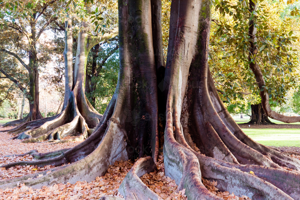 Image of Trunk and sprawling roots of historic fig tree in Adelaide ...