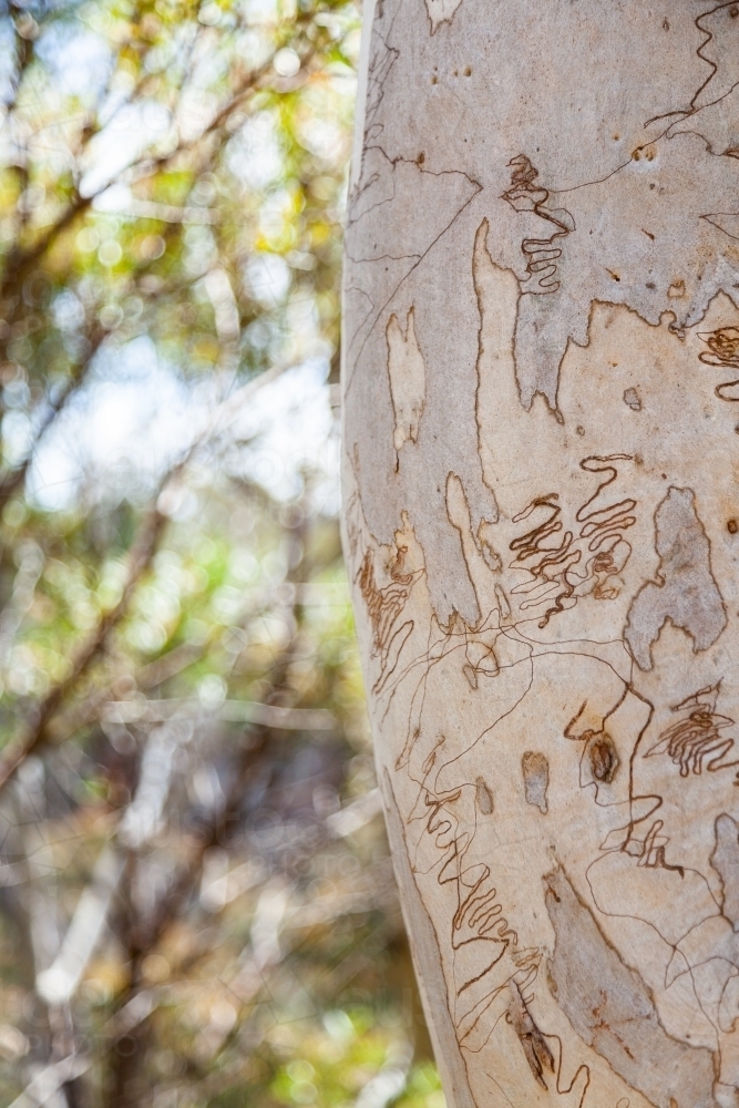 Image of Trunk of scribbly gum tree - Austockphoto