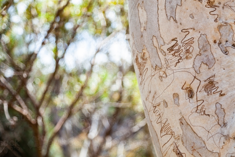 Image of Trunk of scribbly gum tree with bokeh background - Austockphoto