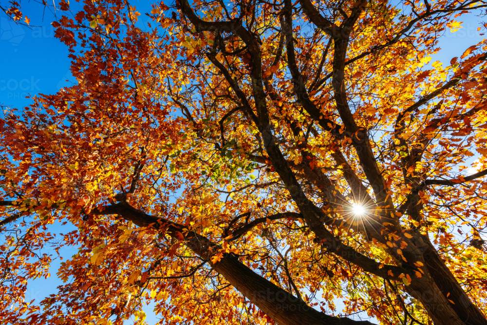 Image of Turning leaves in a tree on a warm sunny autumn day in the ...