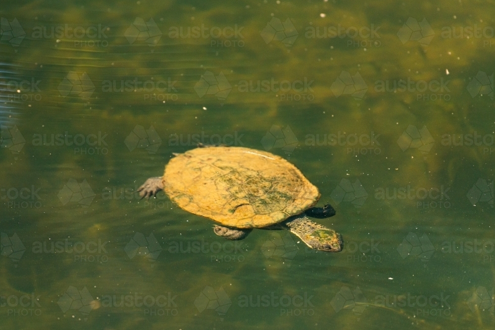 Image of Turtle floating in water - Austockphoto