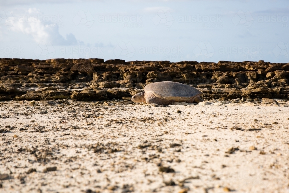 Image of Turtle heading back into the ocean on Heron Island - Austockphoto
