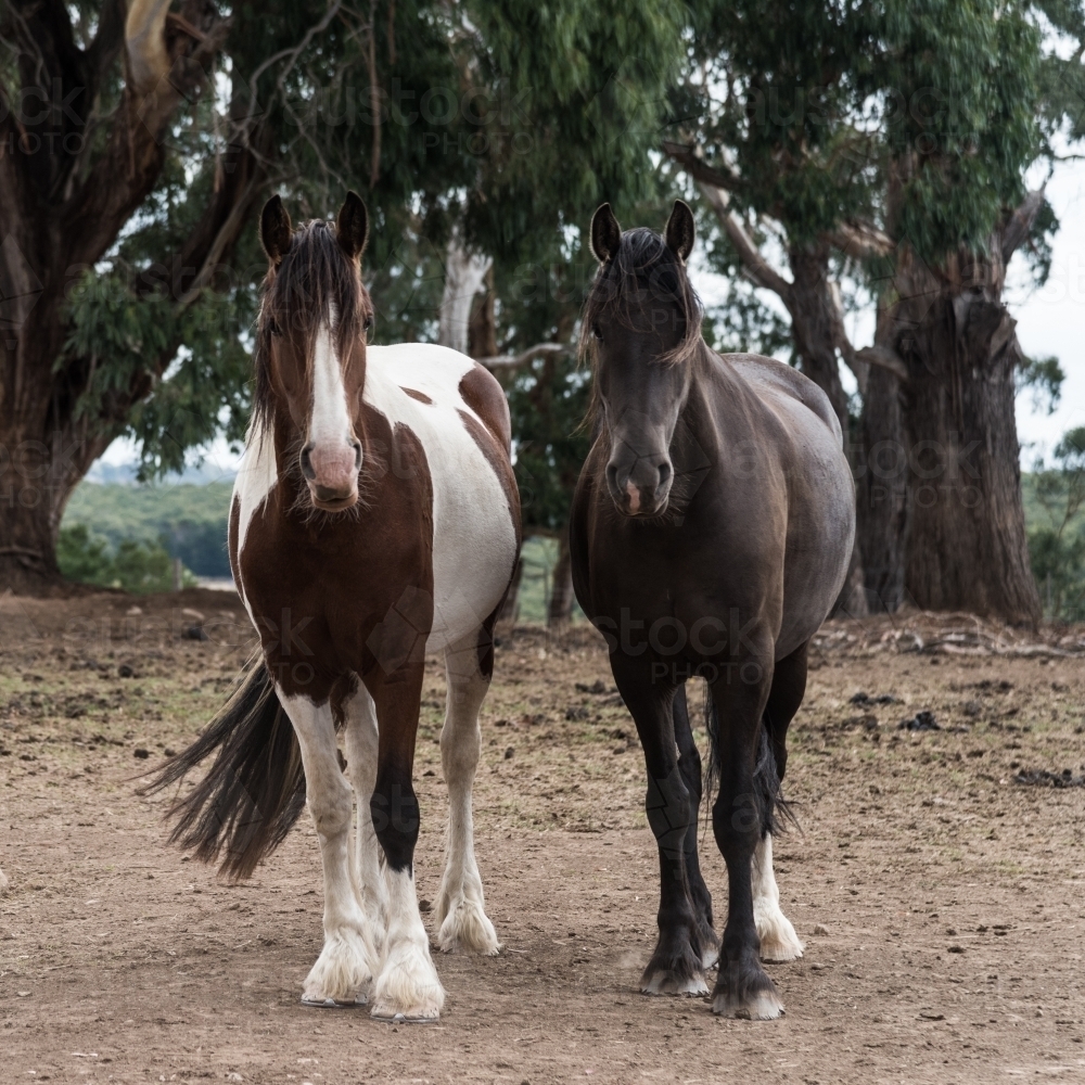 Image of two beautiful horses standing together facing the camera ...