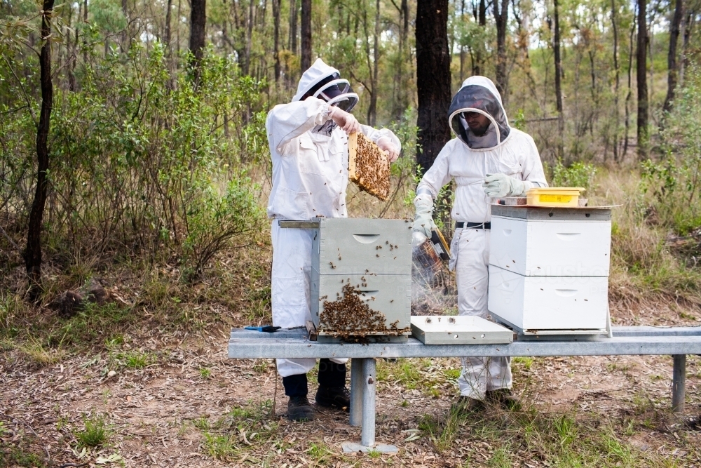 Image of Two beekeepers harvesting honey from bee hives in aussie ...