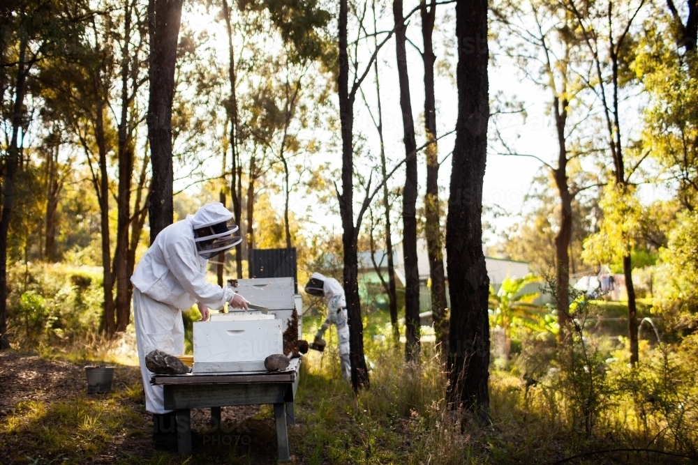 Image of Two beekeepers harvesting honey from bee hives in aussie ...