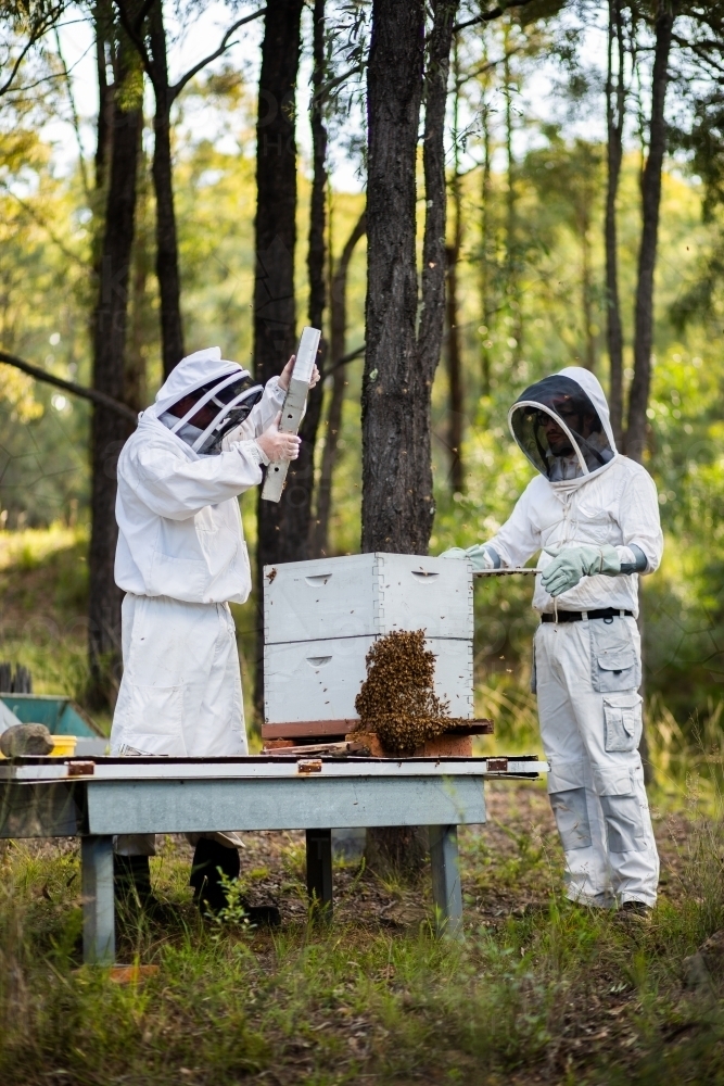 Image of Two beekeepers harvesting honey from bee hives in aussie ...