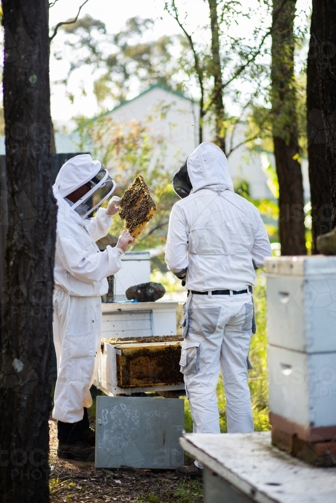Image of Two beekeepers harvesting honey from bee hives in aussie ...