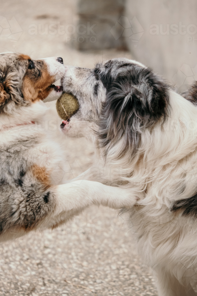 Image of Two border collies playing with an old tennis ball. - Austockphoto