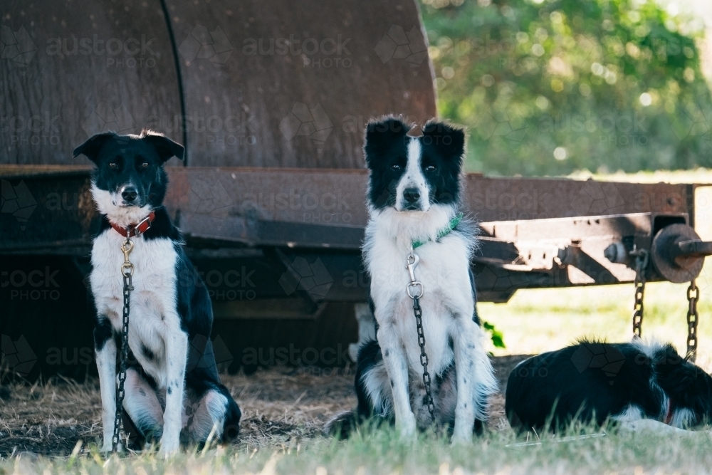 Image of Two border collies watching carefully. - Austockphoto