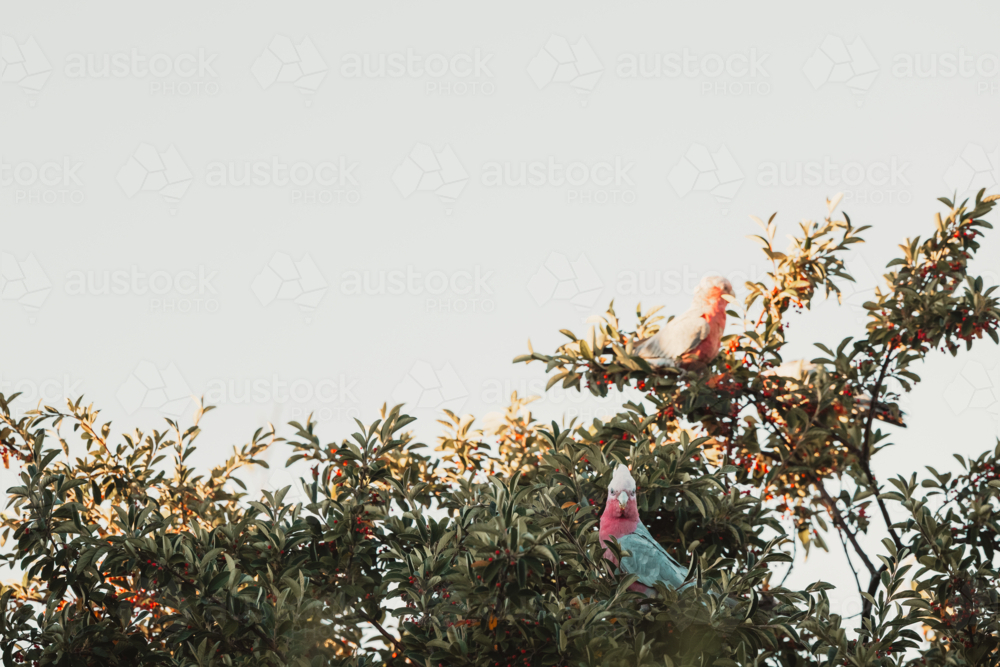 Image of Two colourful galahs perch among the leafy branches, basking ...