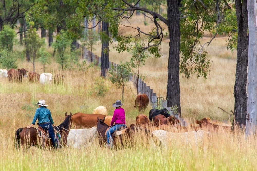 Image of Two country ladies mustering on horses. - Austockphoto