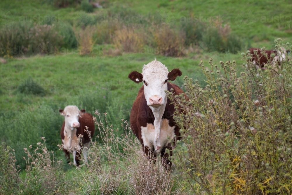 Image of Two cows in a paddock - Austockphoto