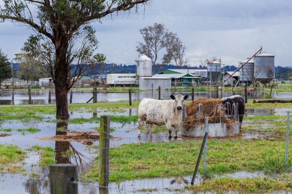 Image of two cows on farm in rising floodwater during natural disaster ...
