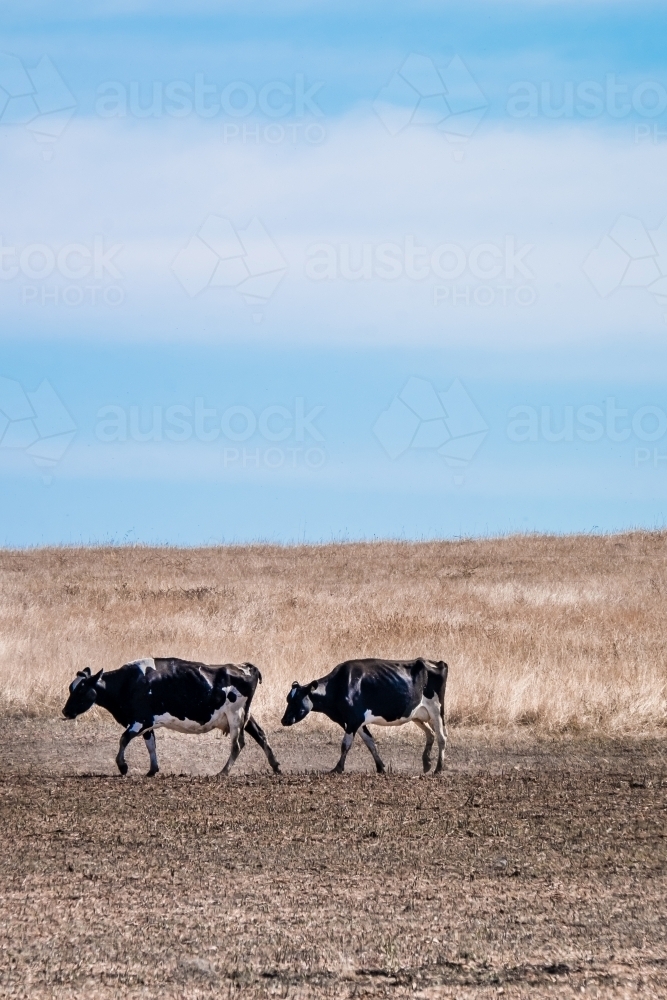 Image of Two cows walk across the dusty paddock. - Austockphoto