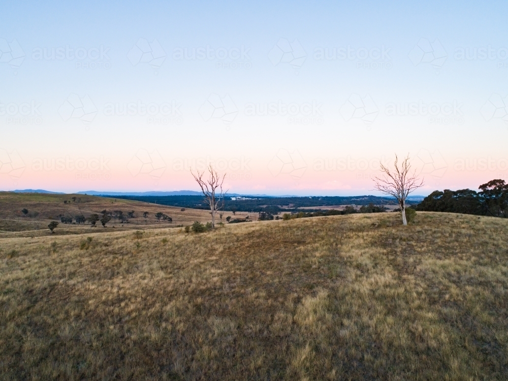 Image of Two dead gum trees in paddock at dusk with pastel sky ...