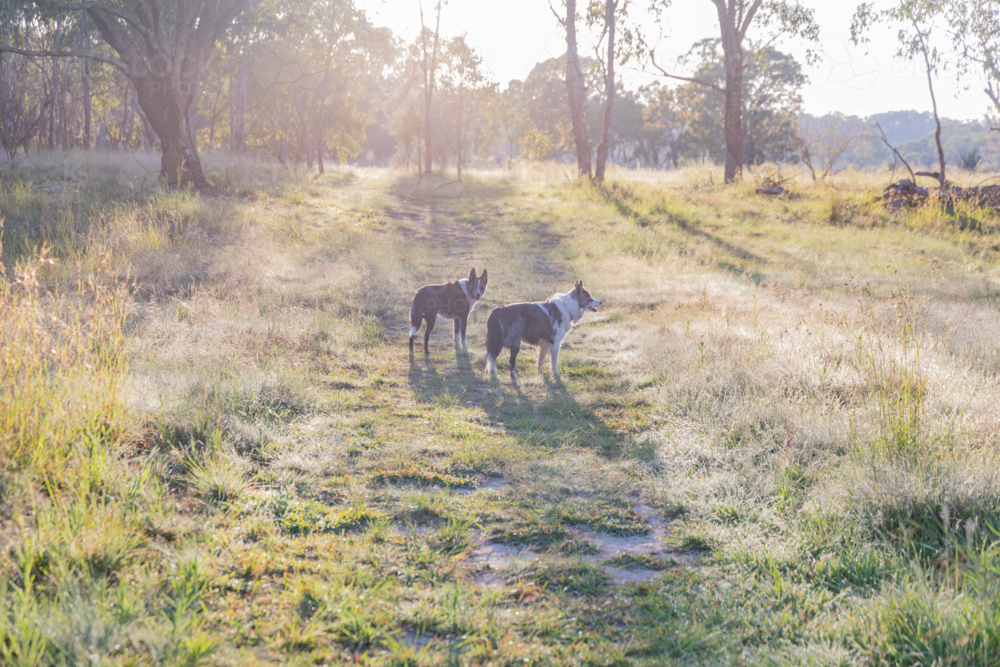 Image of Two dogs along a bush pathway one golden morning - Austockphoto