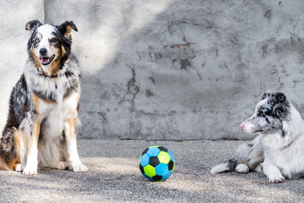 Image of Two dogs and their ball. - Austockphoto