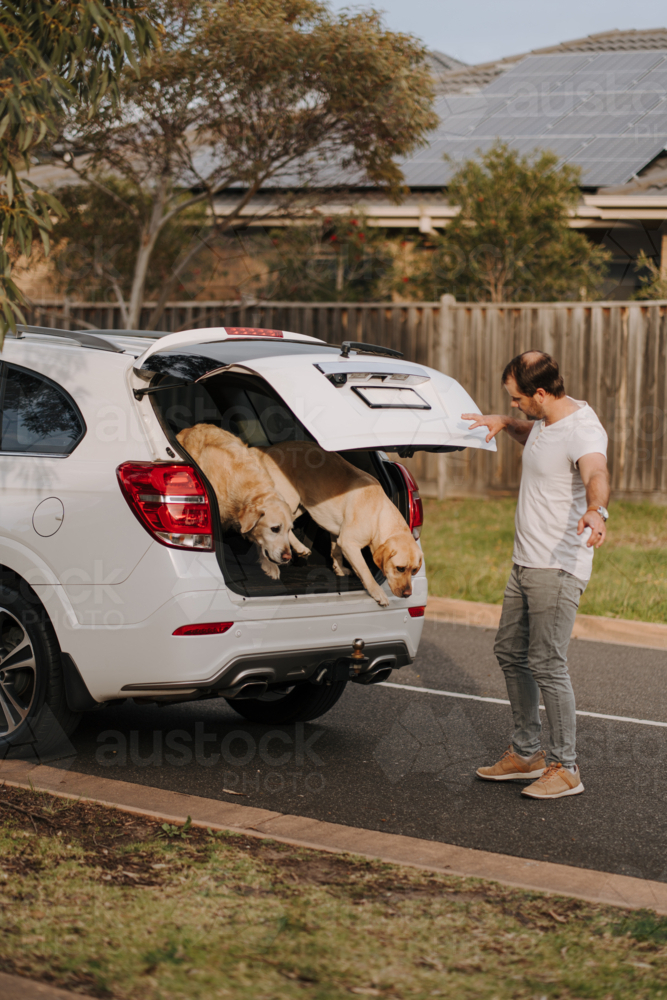 Image of Two dogs jumping off the car boot. - Austockphoto