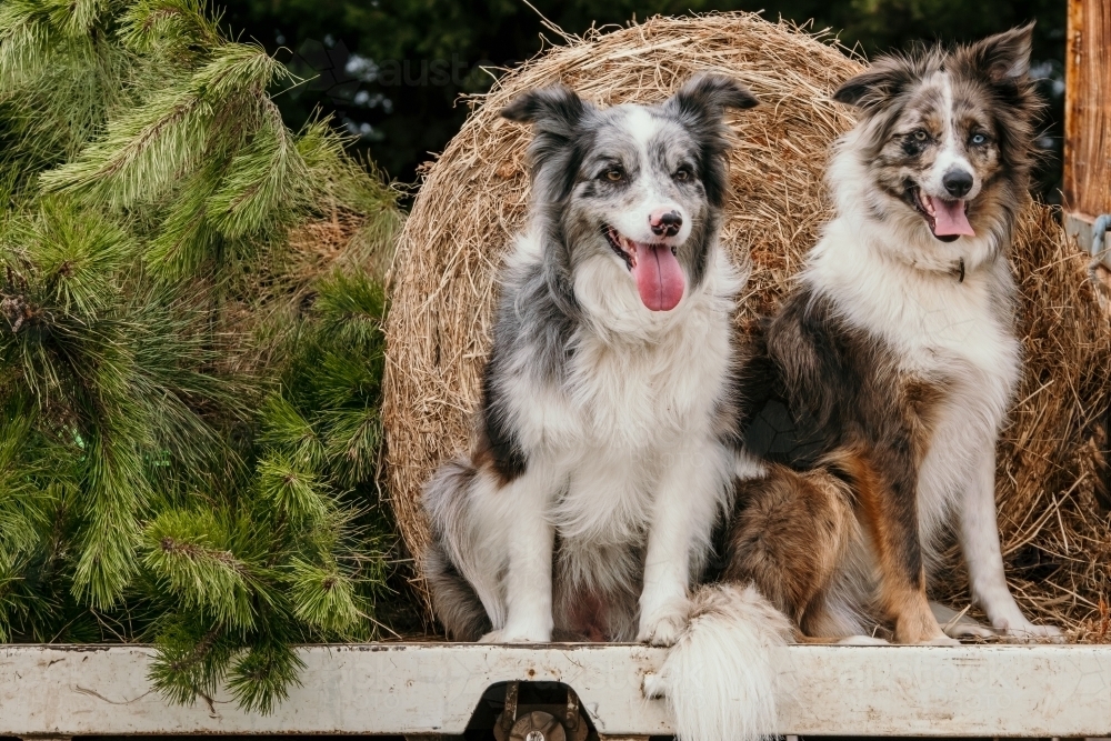 Image of Two farm dogs on a ute - Austockphoto