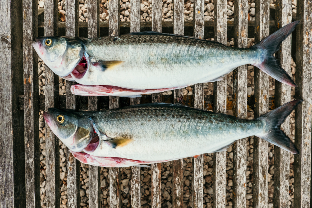 Image of Two fresh Australian Salmon fish - Austockphoto