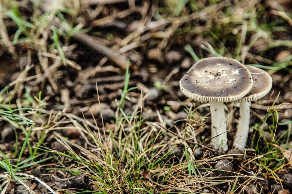 Image of Two fungi growing in the back paddock - Austockphoto