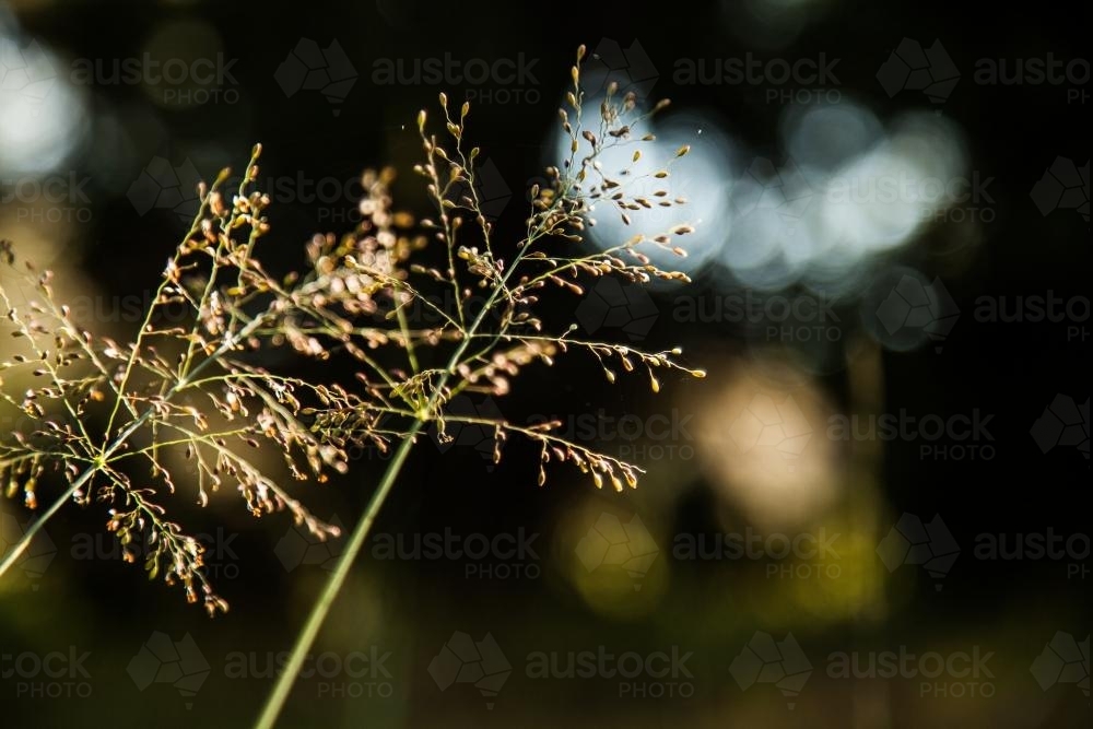 Image of Two grass seed heads - Austockphoto