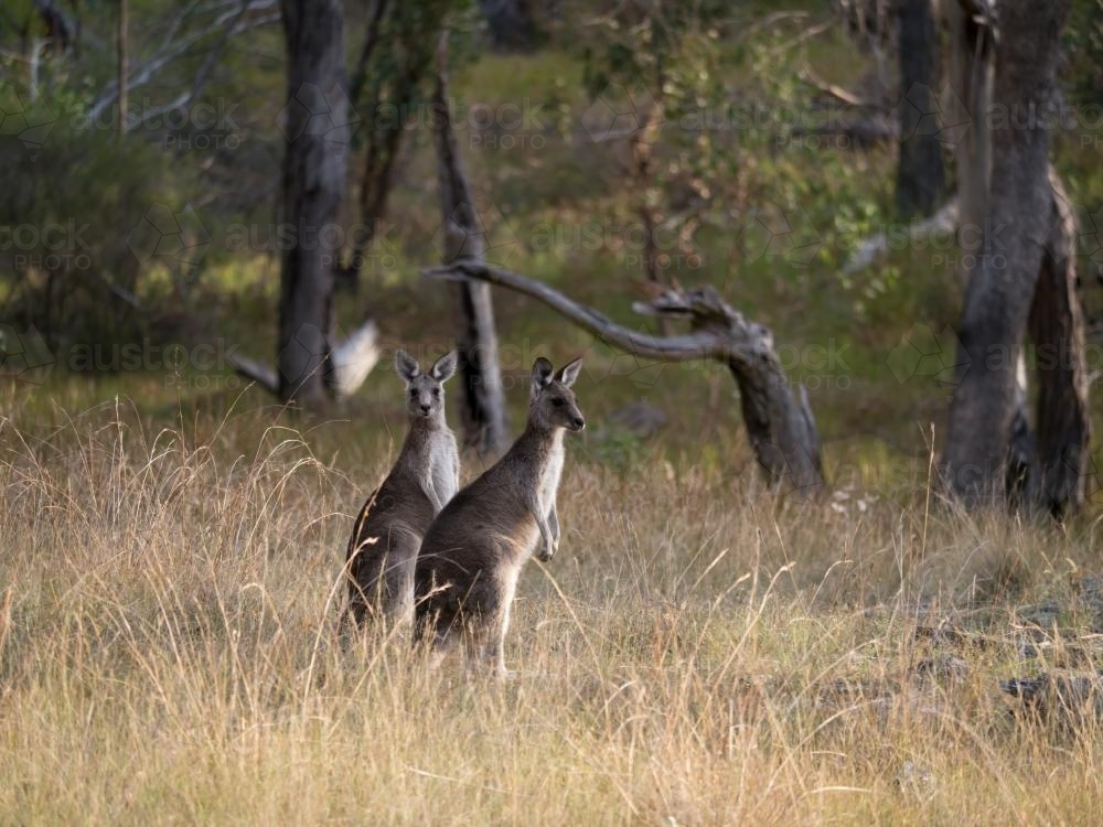 Image of Two grey kangaroos standing in long grass - Austockphoto