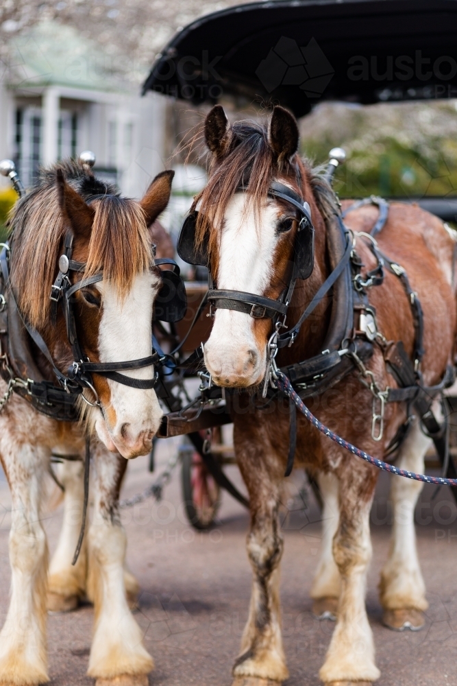 Image of Two harnessed horses joined together - Austockphoto