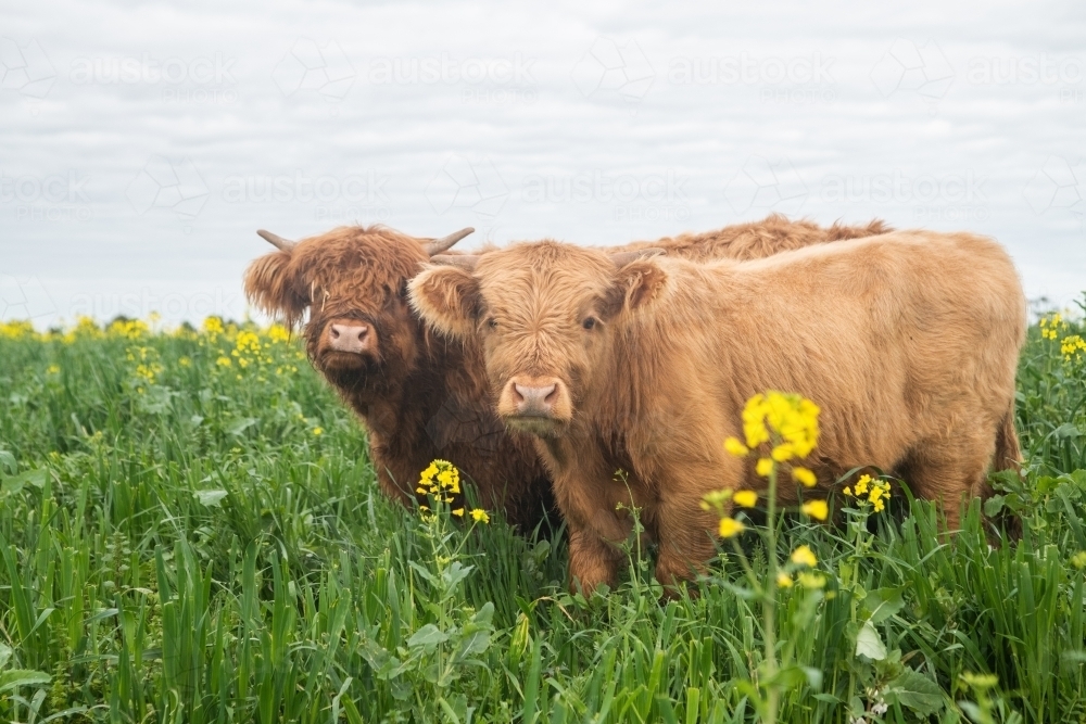 Image of Two highland cows standing together in big paddock with yellow ...