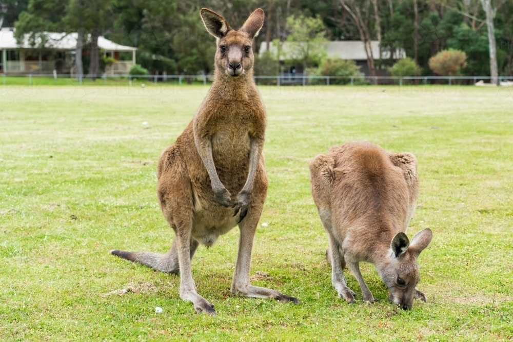 Image of Two kangaroos on a grassy oval, one eating and the other ...