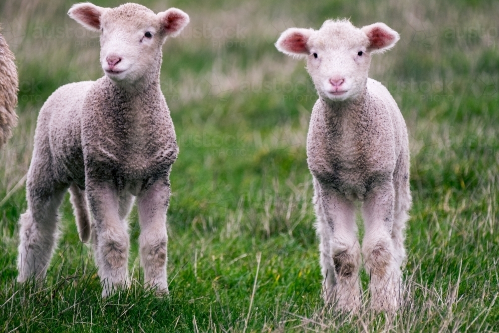 Image of Two new spring lambs - Austockphoto