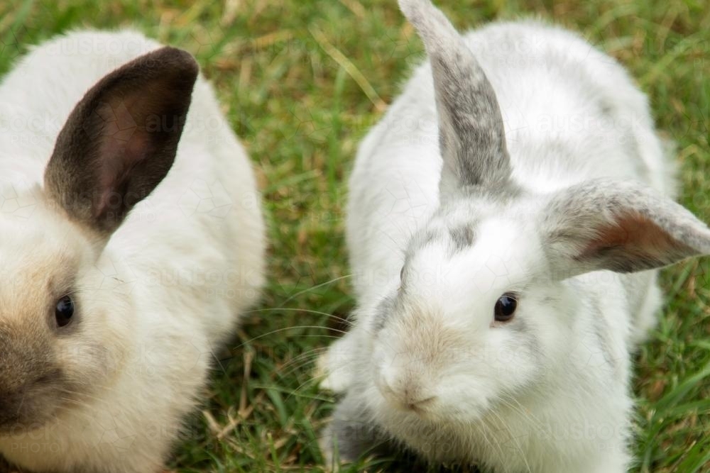 Image of Two rabbits looking at the camera - Austockphoto