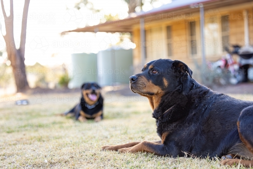 Image of Two rottweiler dogs lying in backyard - Austockphoto