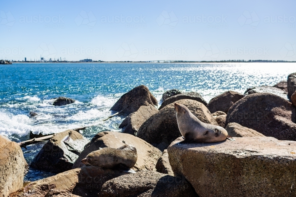 Image of Two seals on the rocks with sparkling blue water of Newcastle ...
