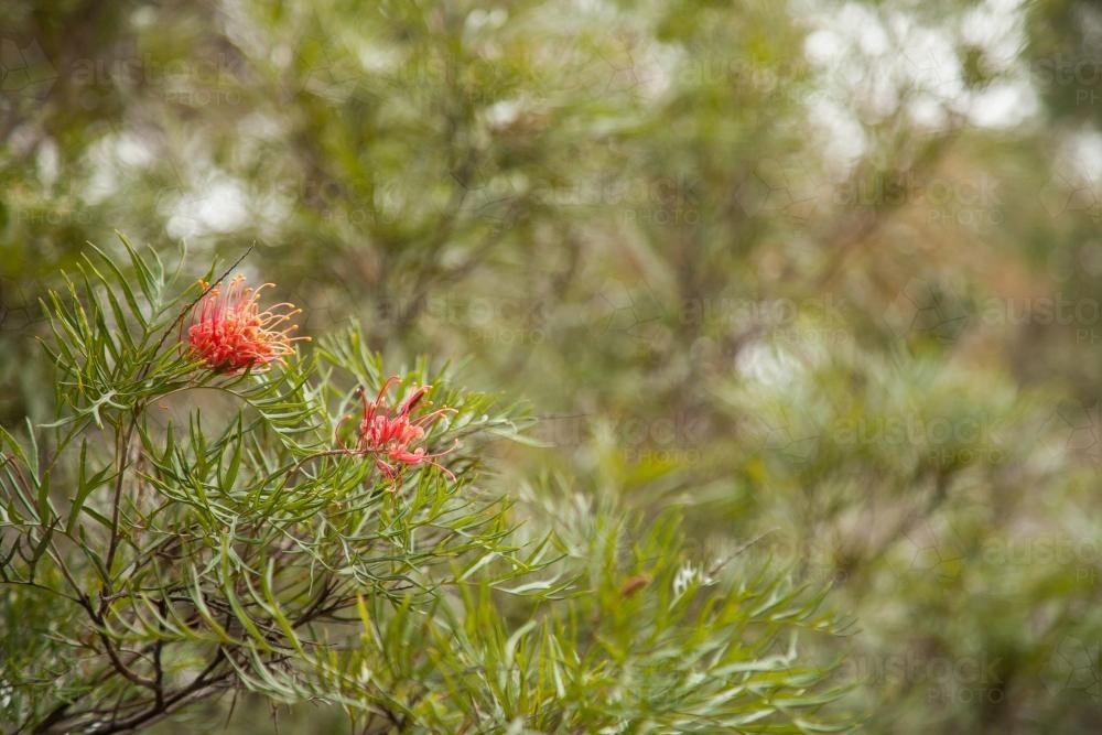 Image of Two small grevillea flowers on native green shrub - Austockphoto
