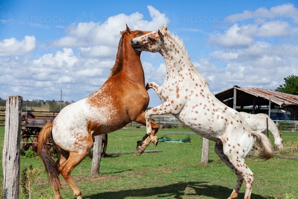 Image of Two stallions fighting - Austockphoto