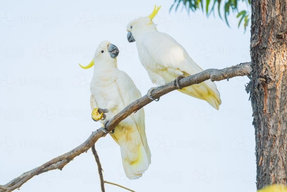 Image of Two Sulphur Crested Cockatoos sitting on the branch of a ...