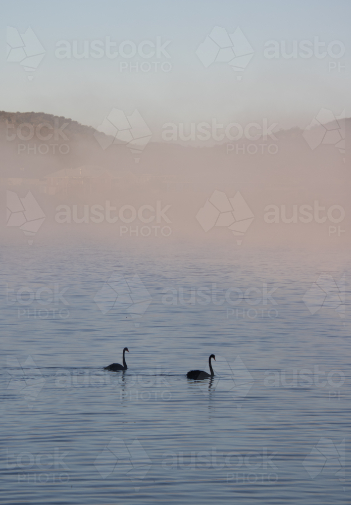 Image of Two swans on a dam on a country morning - Austockphoto