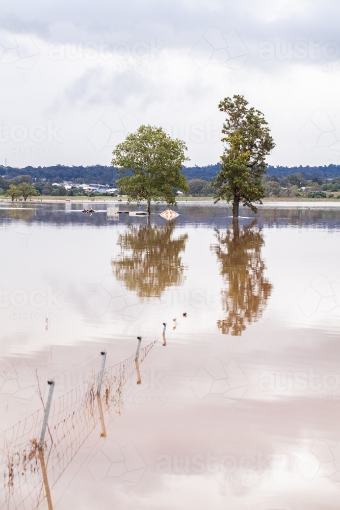 Image of Two trees in flooded farm paddock with fence underwater ...