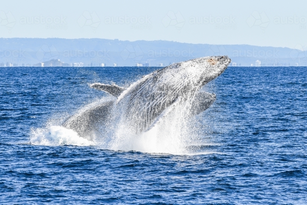 Image of Two whales breaching together - Austockphoto