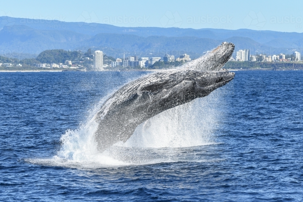 Image of Two whales breaching together off the Australian coast ...
