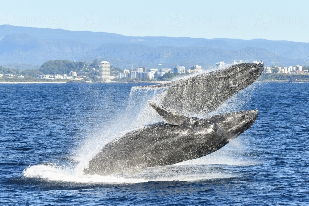 Image of Two whales playing together breaching in the ocean. - Austockphoto