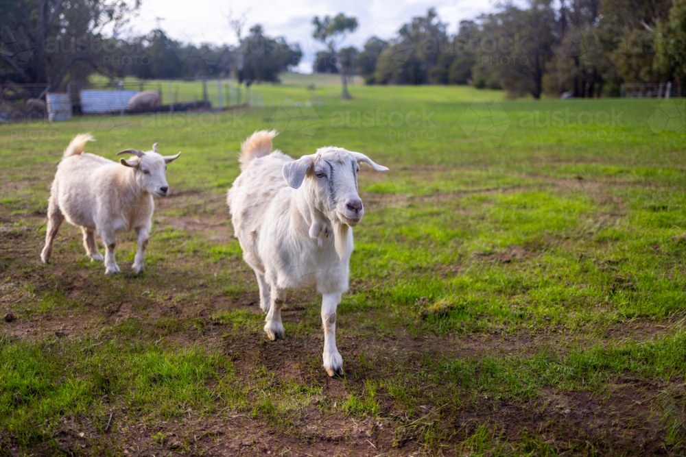 Image of two white goats in a green field with yard and trees in ...