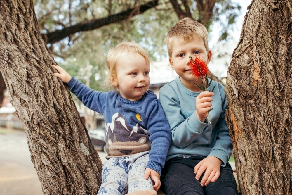 Image of Two young boys in a tree together playing - Austockphoto