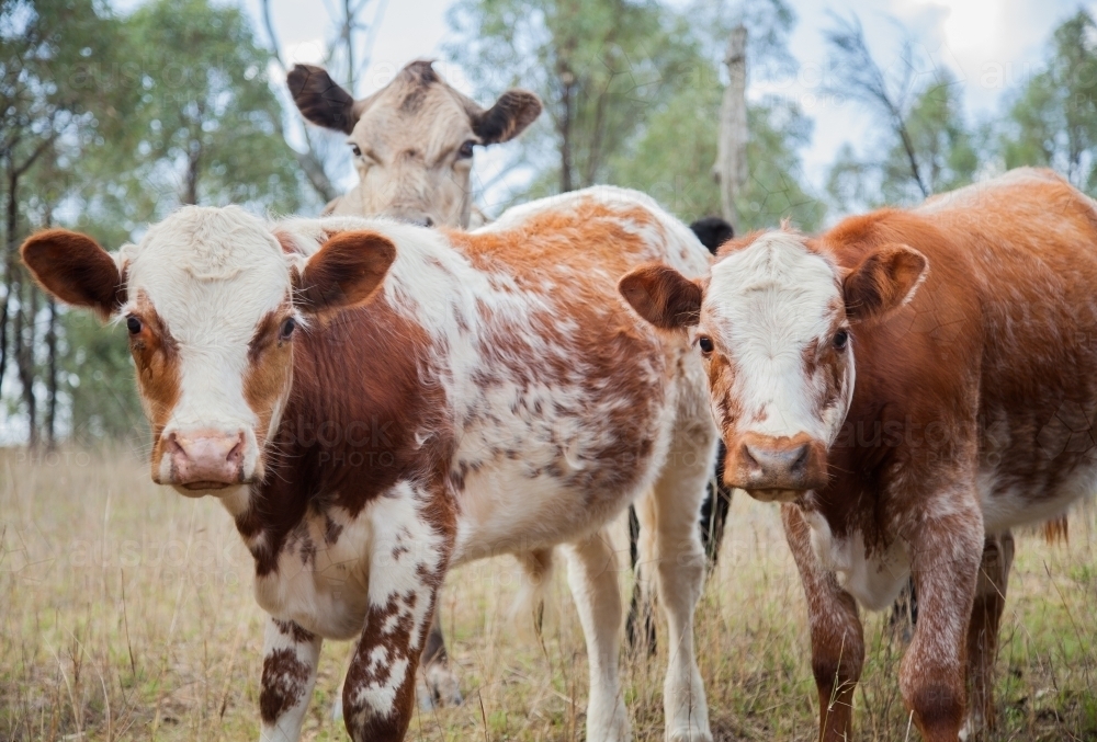 Image of Two young brown and white beef cattle looking at camera ...