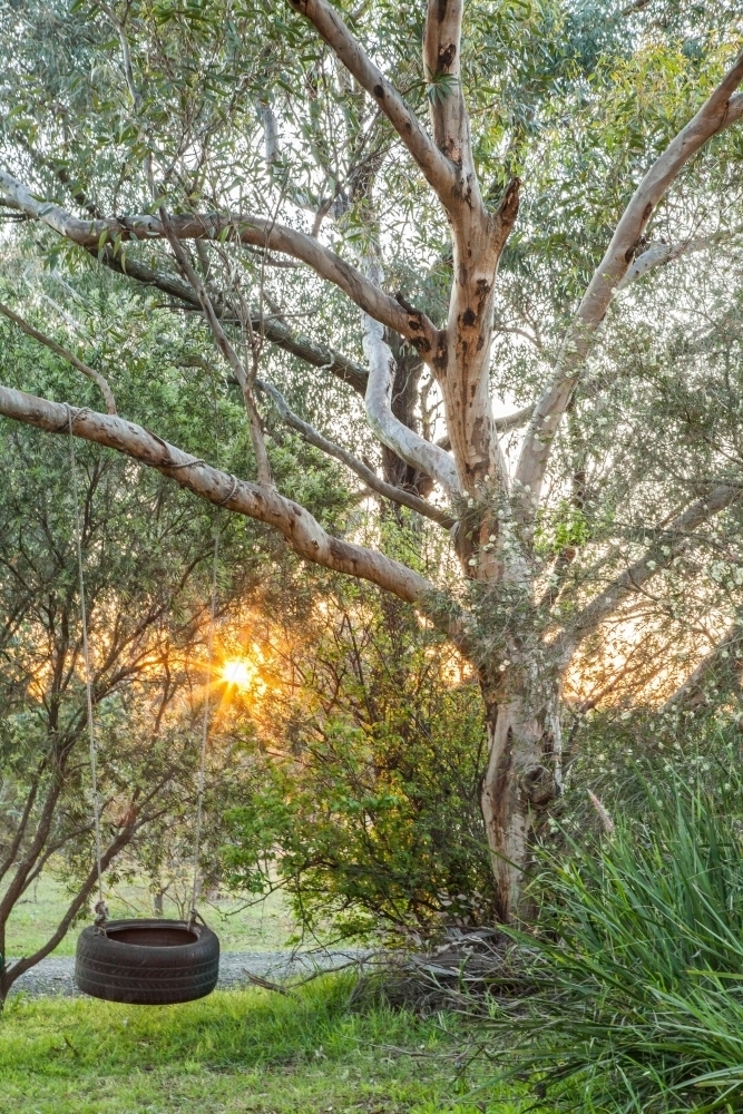 Image of Tyre swing hanging from a gumtree in the front yard - Austockphoto