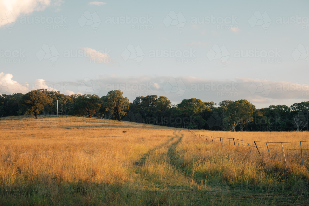 Image of Tyre tracks through long grass in paddock in rural Australia ...